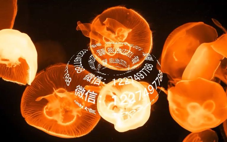 马老师新作微博文章发信息软件开发教程