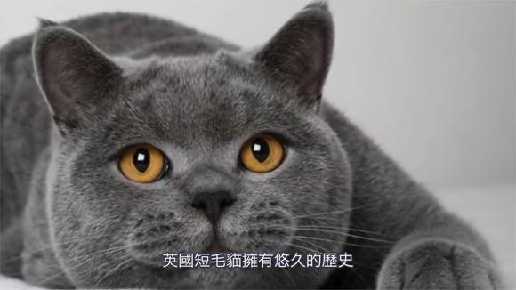 全球最貴的10种猫,她们都是可爱的代表呀～