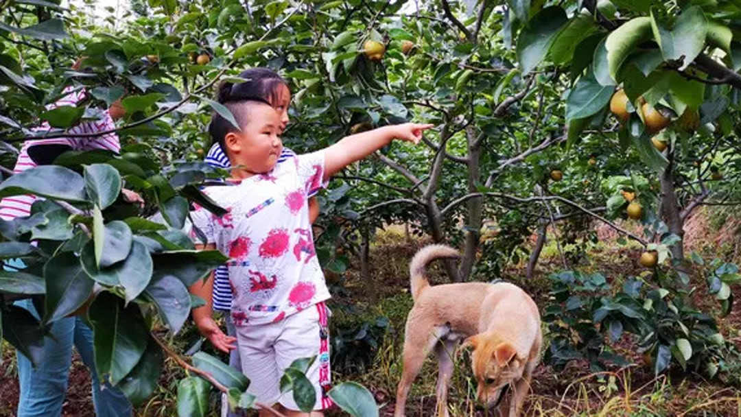 四川农村:梨子成熟季,小婷一家包梨忙,梨园里面大人小孩齐上阵