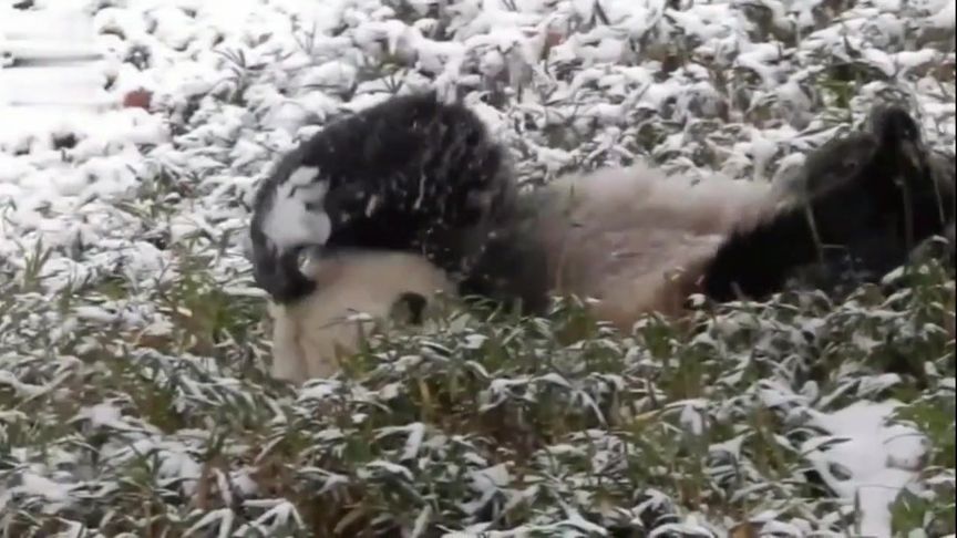 送给美国的大熊猫“静香”,随便在雪地上打个滚,就上了美国头条