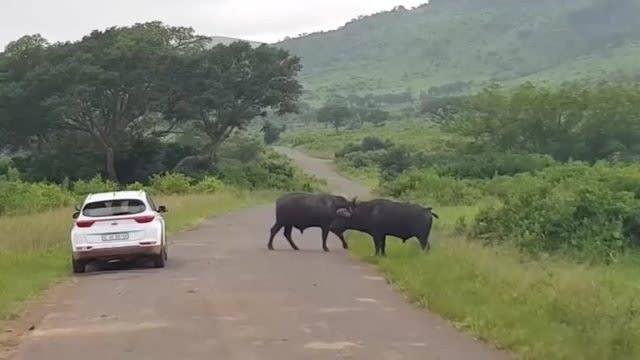 水牛拦住车辆不让通过,司机打算硬闯,下一秒意外发生了