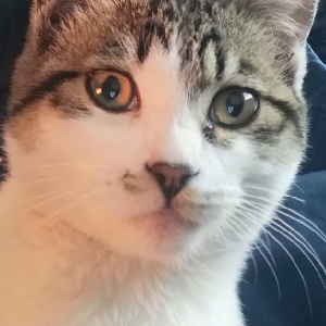 是五斗米不是五斗 