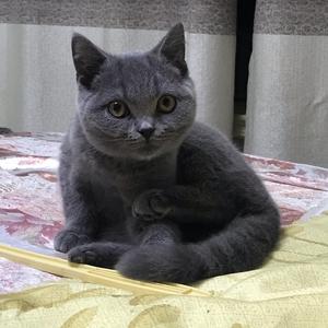 皮蛋蛋是只喵 