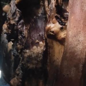 桑植味世佳腊肉土特产 