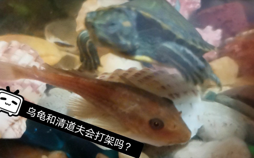 【巴西龟】小乌龟和清道夫可以放一起养吗?