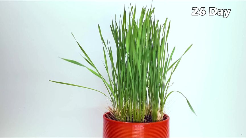制作一个小麦盆栽#植物生长过程 #种植的乐趣 #爱生活爱养花