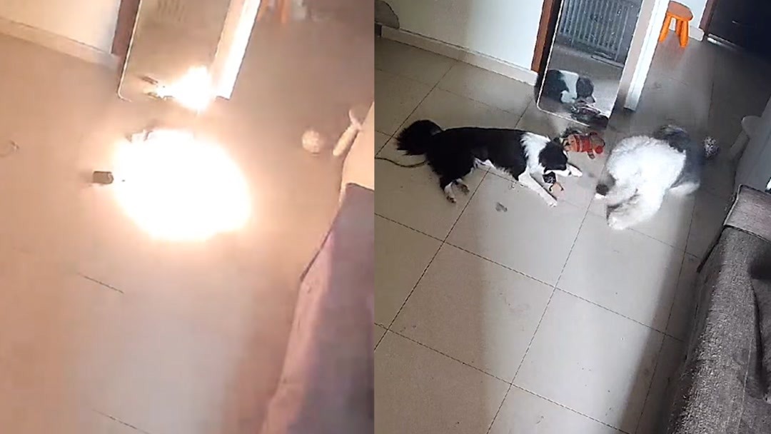 两只宠物狗家中啃爆充电宝,足足燃烧6分钟!主人看监控后背发凉