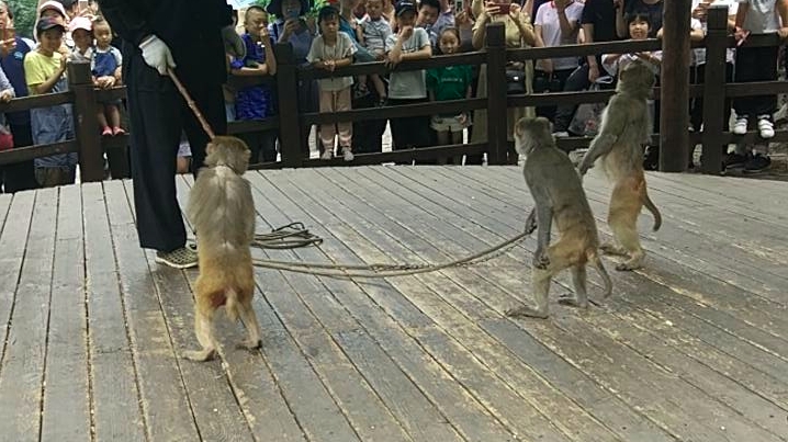 [猴子]传统文化猴子表演