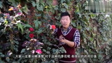 河北农村小伙带你重新认识月季花,原来月季花有这么多作用和功效