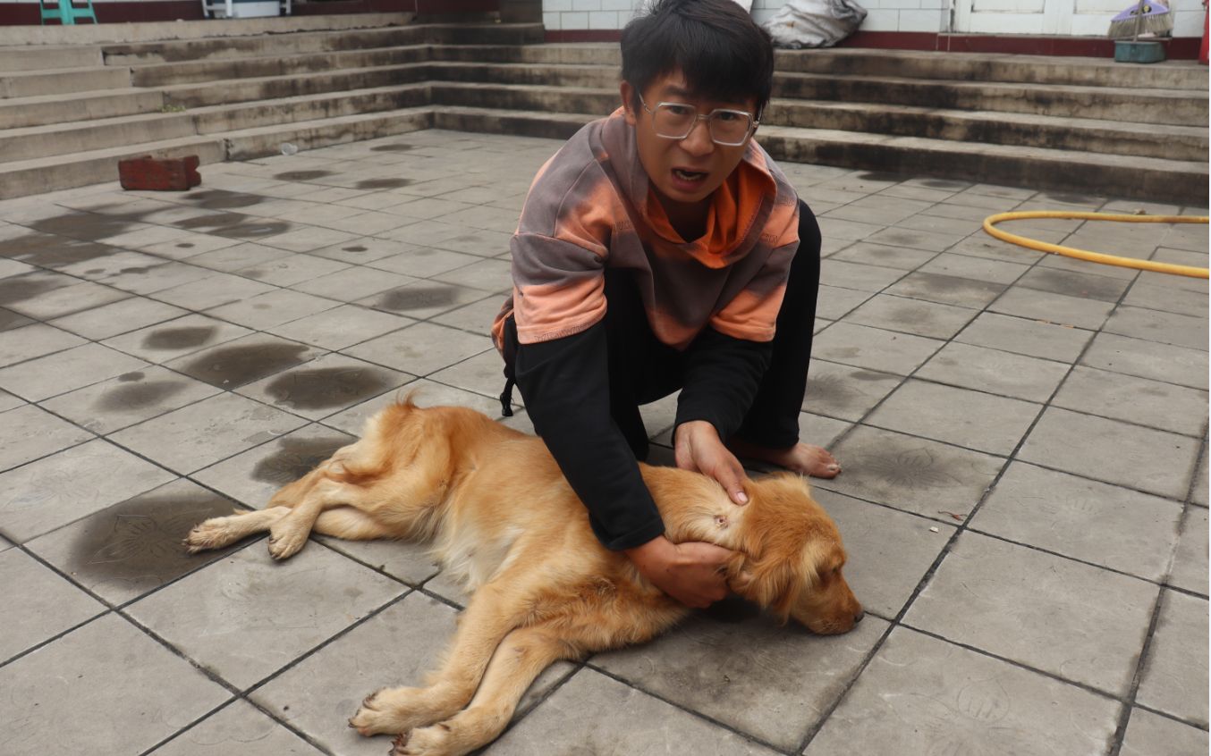 金毛不知被啥咬伤脖子,伤口居然那么大,会是啥咬的会不会有毒?