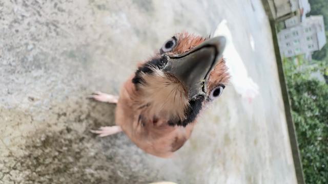 乌鸦喝水的故事是真的,松鸦模仿人类开瓶盖,成功取出食物#动物世界 #...