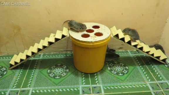 大叔被老鼠烦透了,自制水桶捕鼠器,抓的老鼠又肥又大!