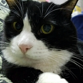 小眼圈和白肚肚 