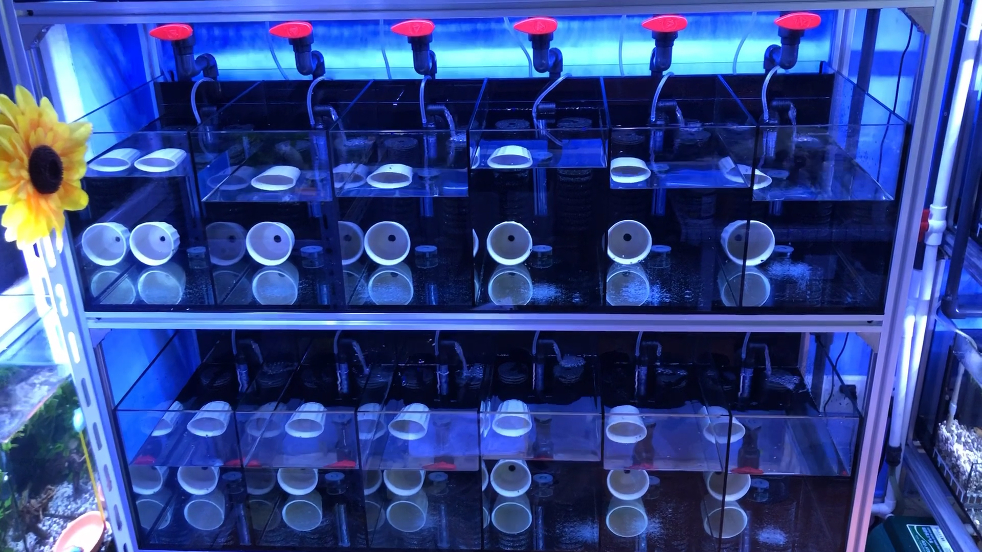 系统缸大功告成放水消毒鱼缸用的二氧化氯准备先给迷你鹦鹉配个对