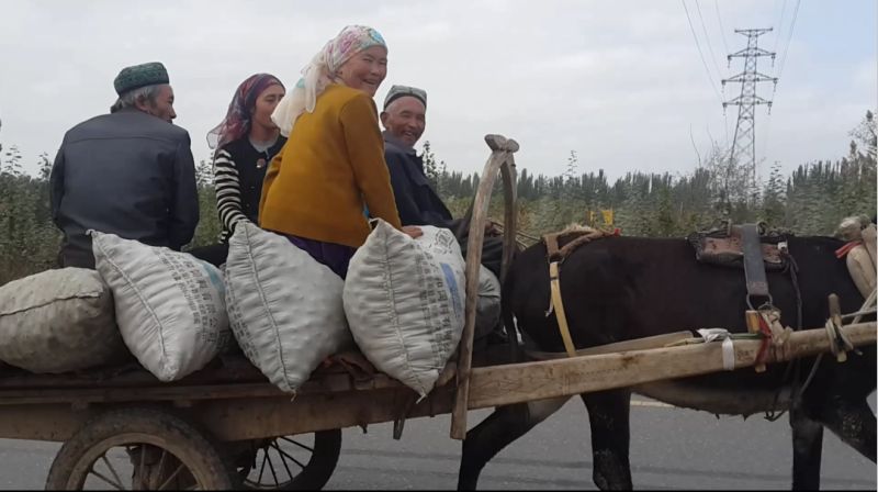 这才是真正的绿色出行,新疆的这种方式让驴友很欣赏