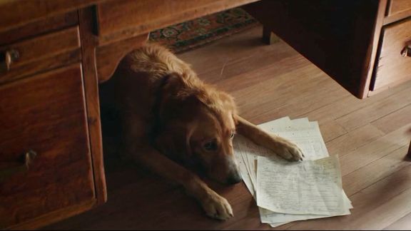 金毛闯祸不断,主人愤怒值爆表,你们家有同款狗狗吗?