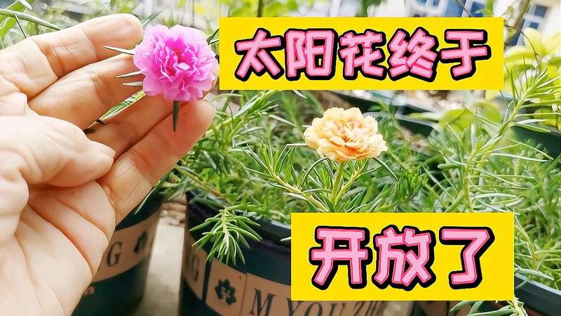 太阳花终于开放了