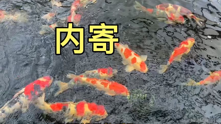 养锦鲤鱼友对内寄分辨不清,今天聊聊内寄表现以及治疗方法!