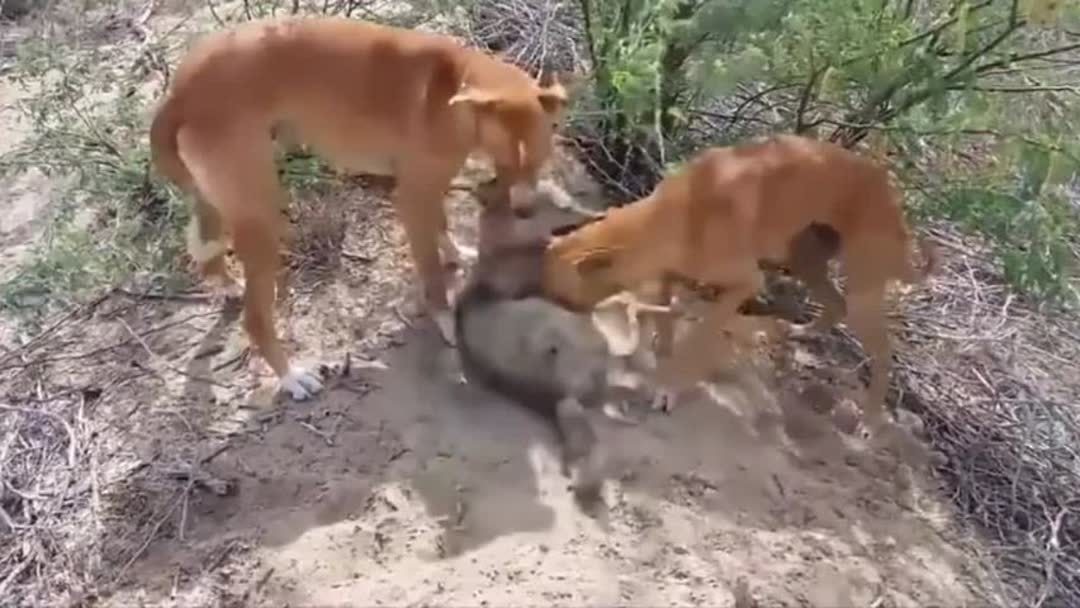 狼和狗的差距有多大?2只狗群殴孤狼,狼被活活咬死!