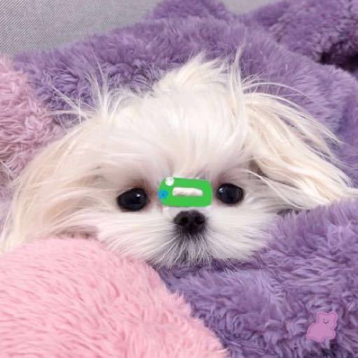 一颗西红柿likvi 