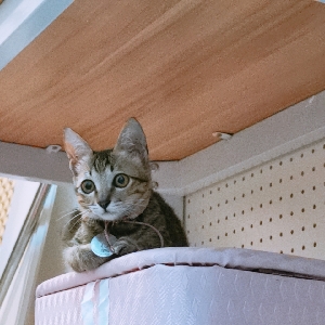 半仙家的千翻翻 