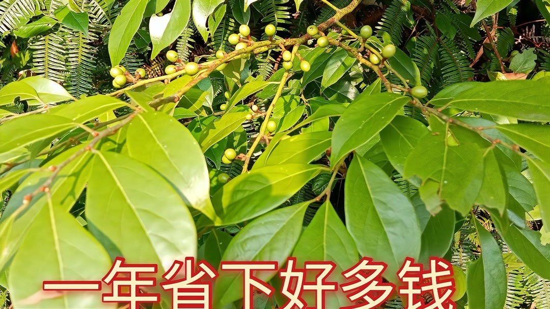 很多人都没有见过香叶树,三大用途厉害啦,一年省下好多钱