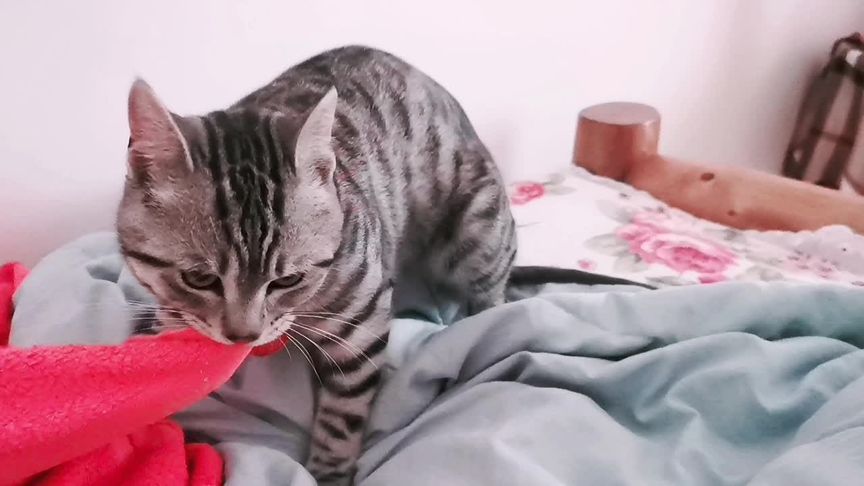 这是踩奶吗?#猫咪的迷惑行为
