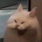 事BTCat不事变态猫 