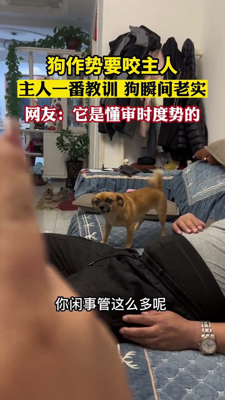 近日 黑龙江,狗子作势要咬主人,一开始不服气听完主人一席话,话音刚落...