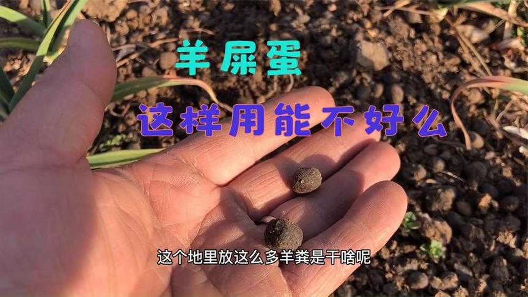 农村蒜苗地里放这个,出来年蒜苔蒜头能不好好生长么?