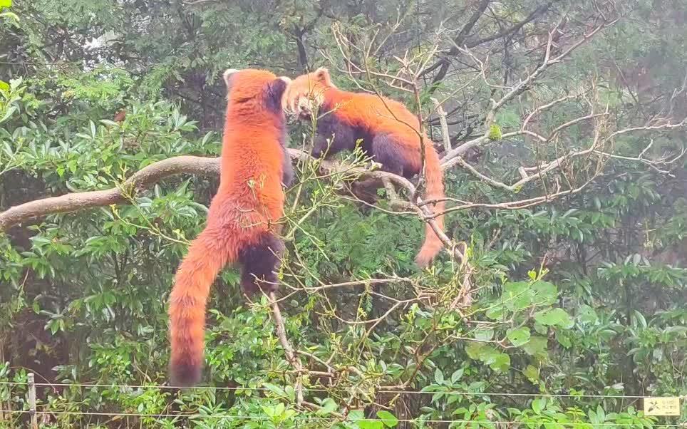 【添添 小精灵】穷追不舍的小精灵与绝处逢生的添添!(ps:下方是草地,...