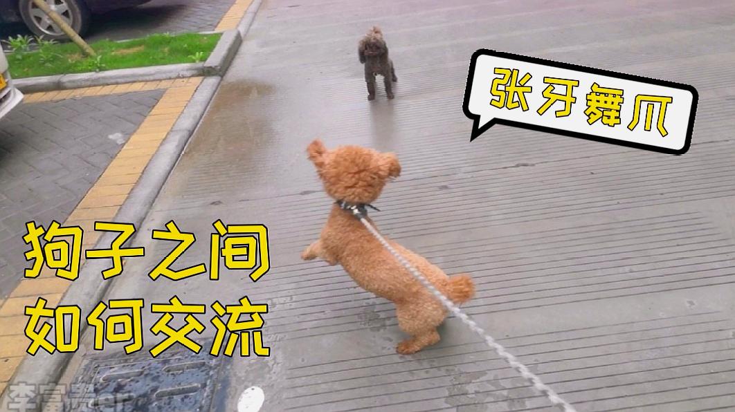 泰迪有两幅面孔?遇见瘦小的狗就吵架,遇见结伴大狗反差这么大?