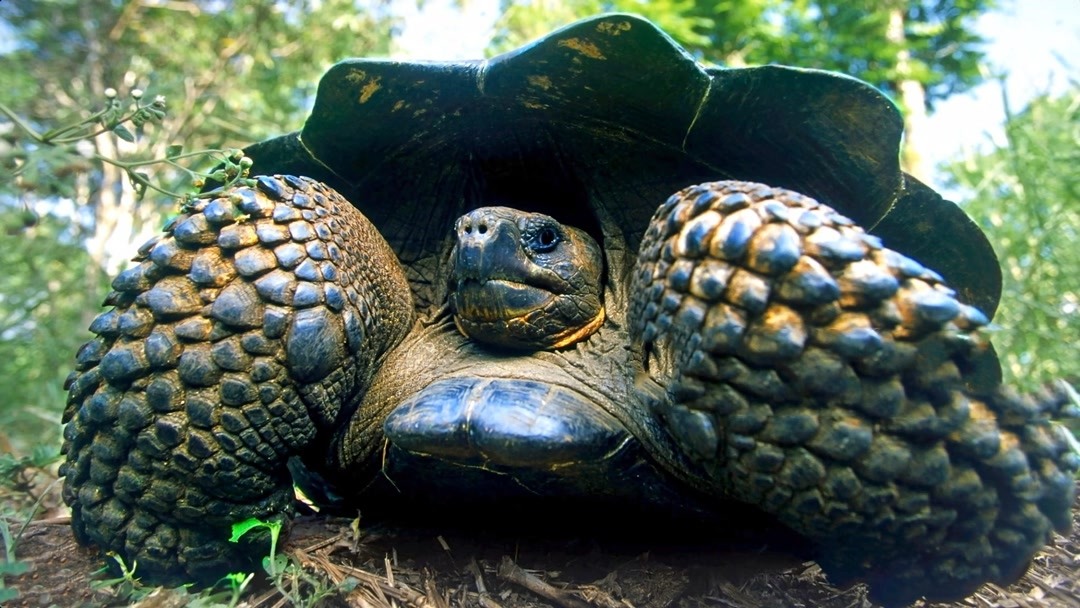 地球上现存的5种巨型乌龟,最大的将近1吨,到底谁才是玄武?