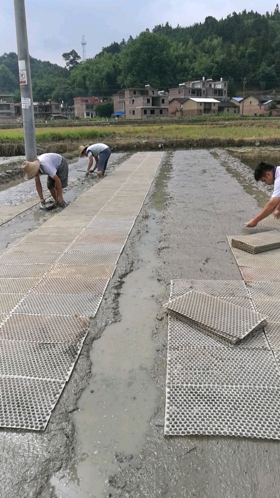 78岁的老爸带队干农活,育水稻抛秧苗?