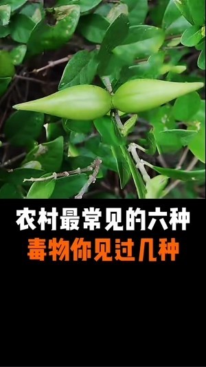 农村6样常见的有毒植物,别乱碰别乱吃