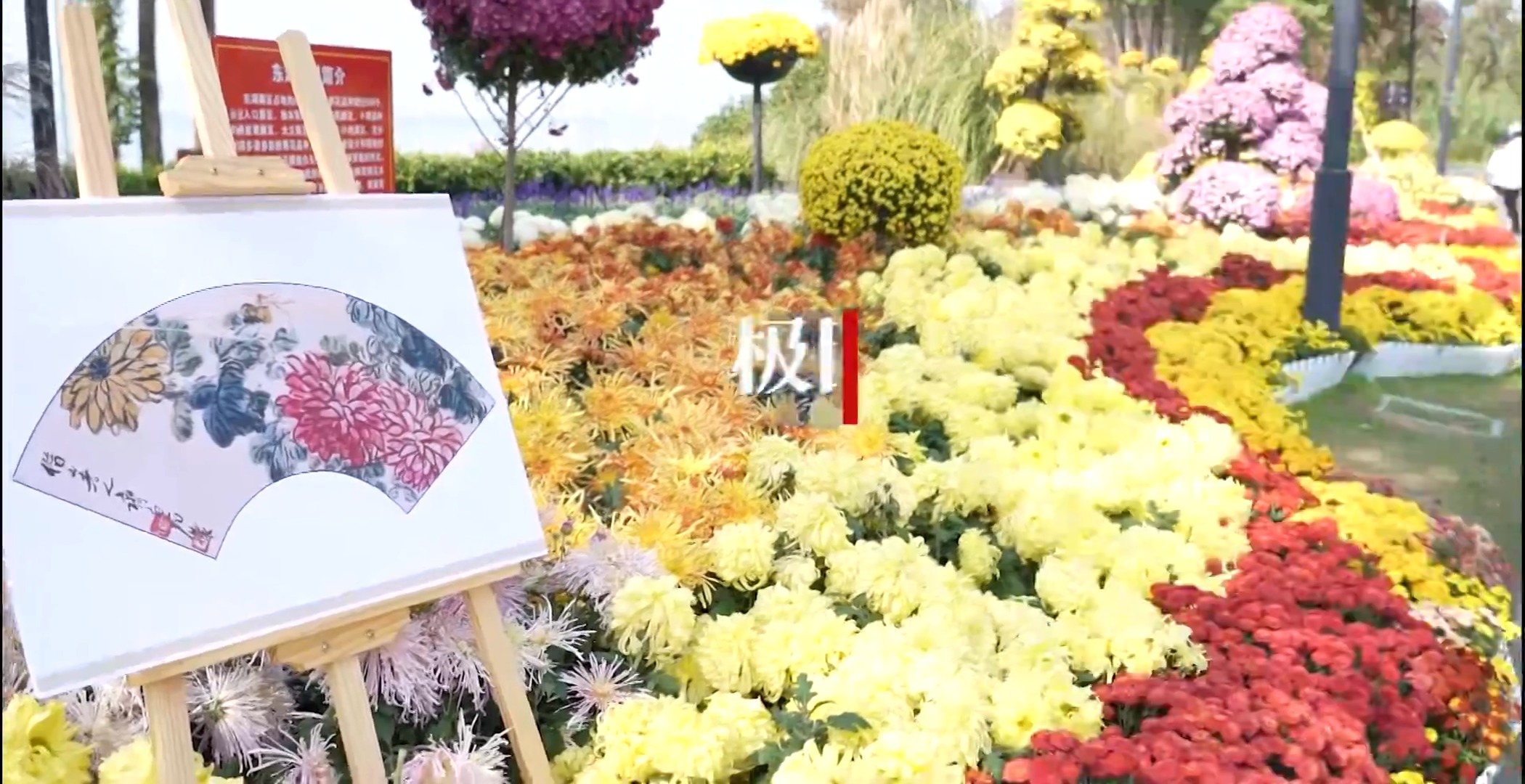 菊花丛中有中国画"菊",东湖菊展让...