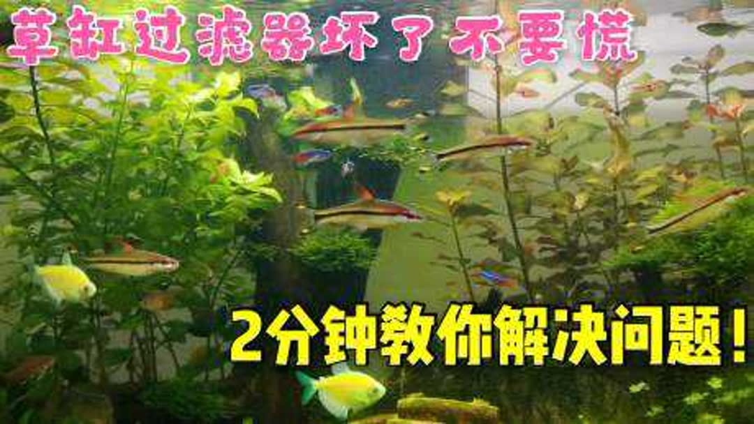 草缸过滤器坏了不要慌!2分钟手把手教你如何解决,看完全明白了