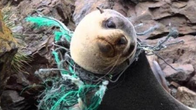 联合国统计:到2050年海洋垃圾数量将超海洋生物本身