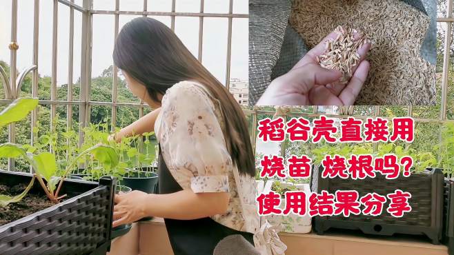 农村阳台种菜,土里加稻谷壳能直接用吗?不烧苗吗?使用结果分享