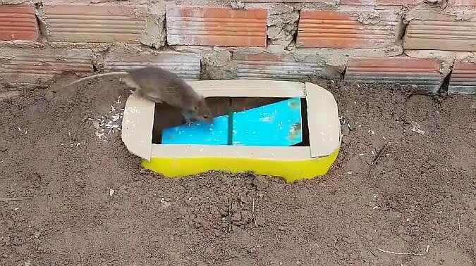 牛人发明的捕鼠神器,一次能抓好几只,老鼠:怕了怕了