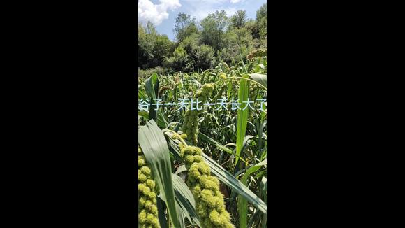 山西武乡岭头村谷子生长期