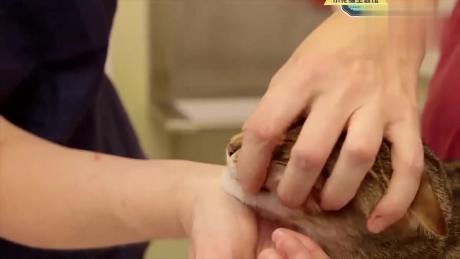 古氏喂药器使用示范 猫咪喂药