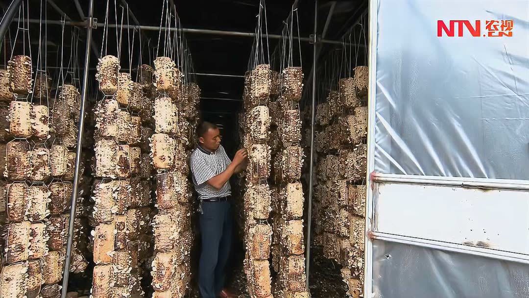 乡村男子种植白玉木耳,形似白玫瑰,近看白璧如霞!