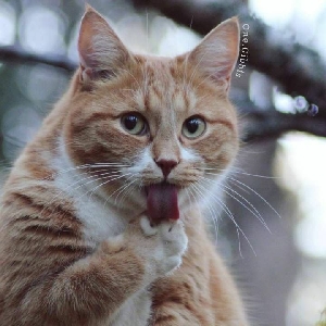 侠肝义胆大聪明 