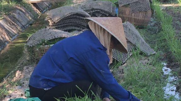 看看我们这农村大爷大妈是怎样耕田抛秧,你们那又是怎样种水稻的呢?