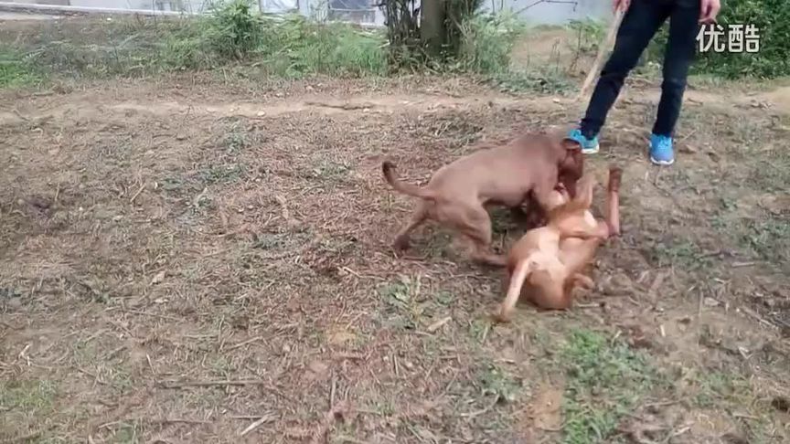 狗打架狗咬狗斗狗生死搏杀场面残酷