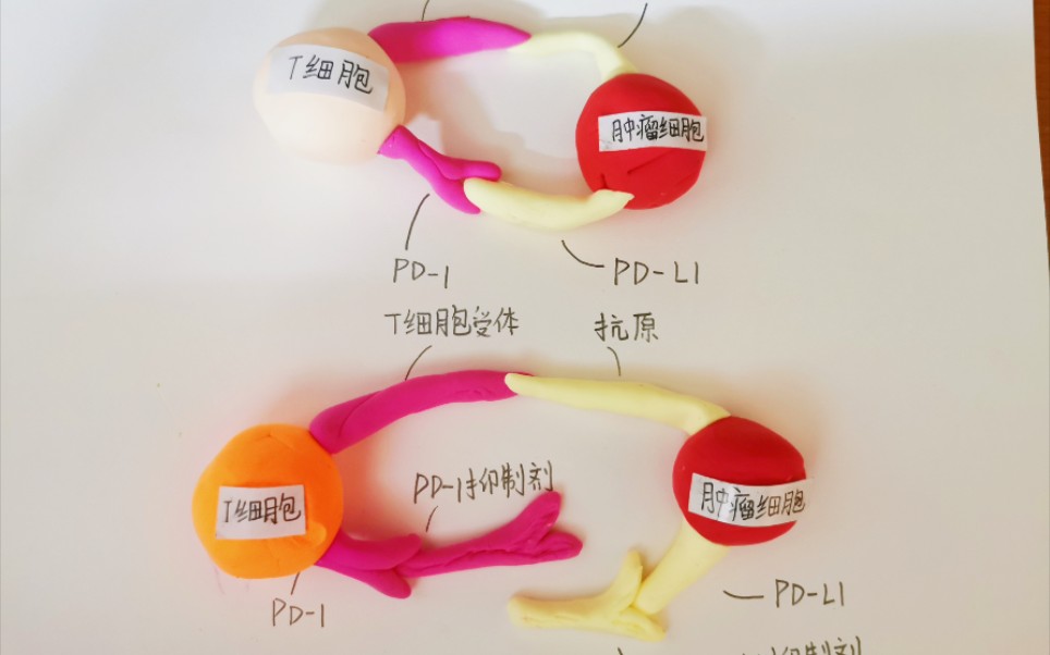 《癌症的免疫疗法》生物模型制作