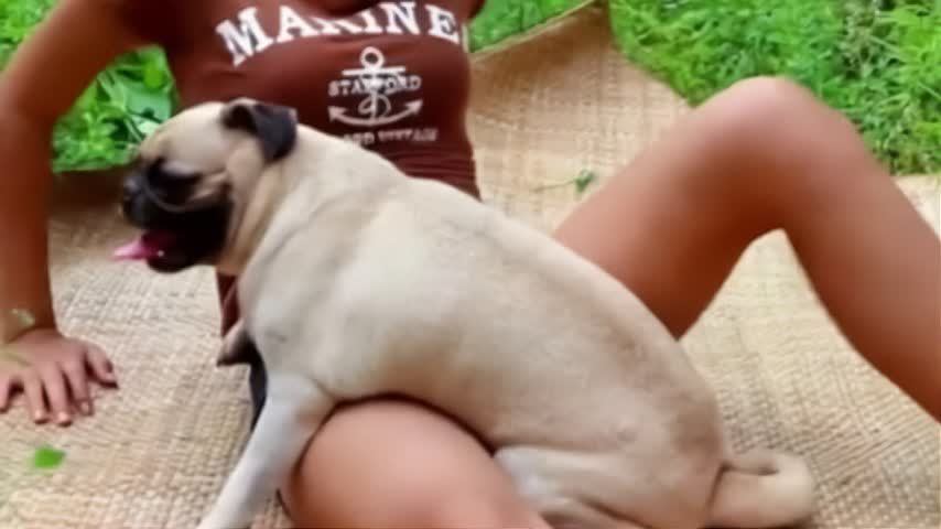 狗狗是很多人都会选择的宠物,你喜欢什么品种的狗狗呢