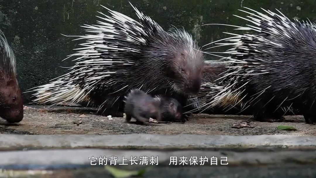 看动物如何保护自己,邦斯补救了独一无二的足球
