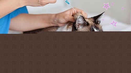 给猫咪打针怎样看打没打到皮下